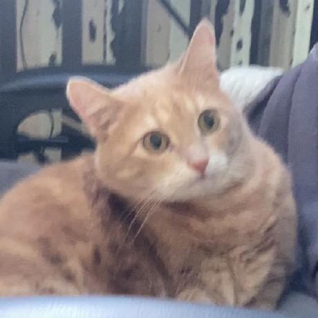 Cerealisstupid Tommy Github