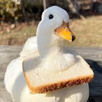 Hmkuklinski Hannah Kuklinski Github