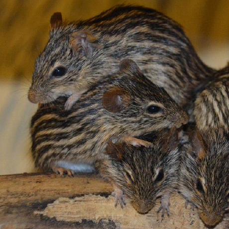 Sergeygoeswild Sergey Github