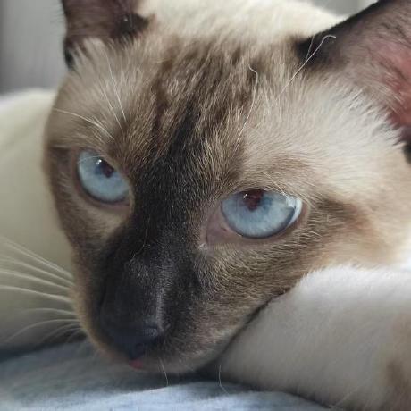 Ritchiean Ritchie An Github