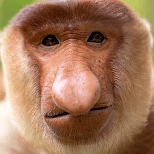 Beard Is Better Github