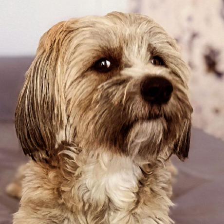 Lenafamily Lena Github