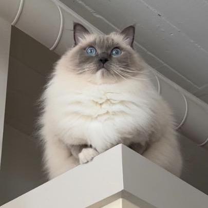 Xiguanx Xi Guan Github