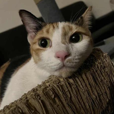 Easonmath Eason Github