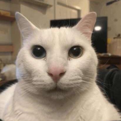 Shib A Shibeyshi Github