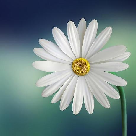 Bow About Github - Premium Minimal Art Gallery - Mobile