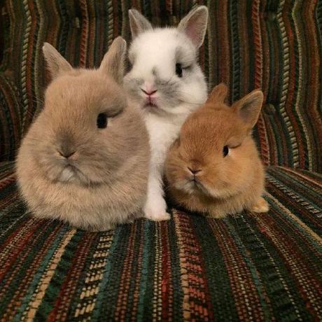 Bunny 77x Bﾌ志nny ﾂｷ Github