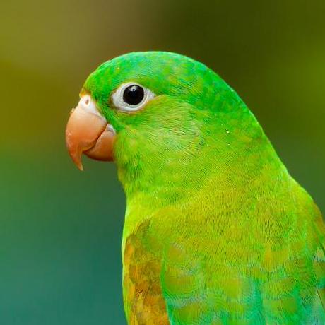 Stochastic Parrots Github