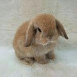 Bunny Github