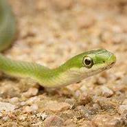 Greenviper126 Viper Github