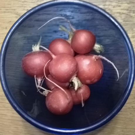 Radishyt Radish Github