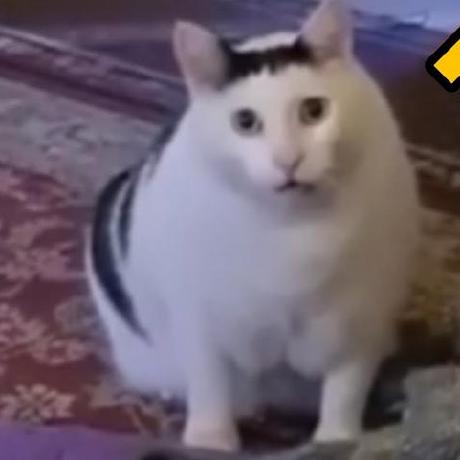 Anak Baek Baek Github