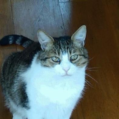 Google Chat Release Notifier Actions Github Marketplace Github