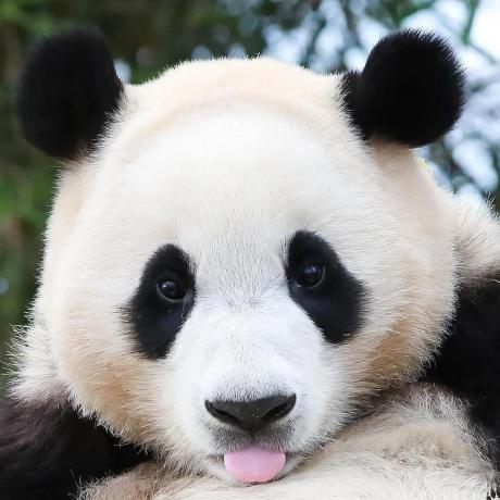 Rananqwq Ran An Github