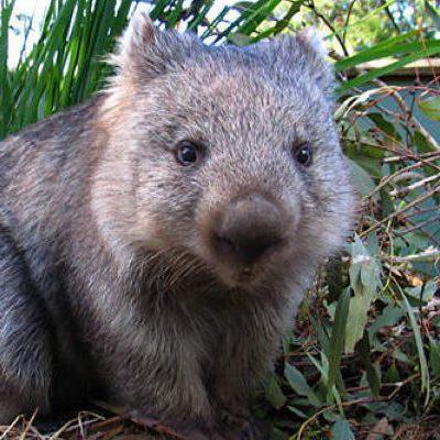 Ohmypxl Sui Github - Best Sunset Images in Mobile