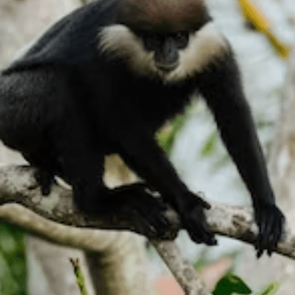 Kovalevadanna Danna Github