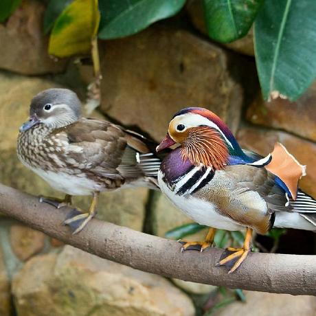 Luchiang Lucas Chiang Github