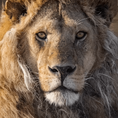 Voronovahilda Hilda Github