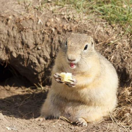 Gopheruser I Use Gopher Github