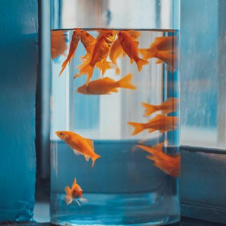 Go Goldfish Github