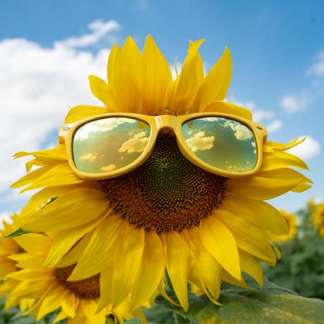 Sunflower Github