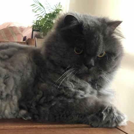 Soniaharry Sonia D Github