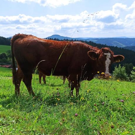 Lipstick Issue 67 Cow Coder Cow Low Code Github - Dark Pattern Collection - Ultra HD Quality