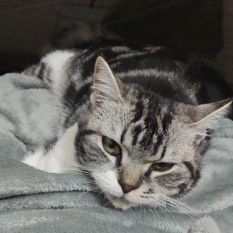 Lanceaper Lance Wu Github