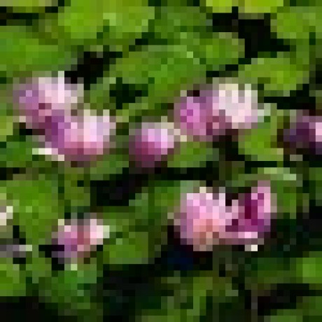 Onimansd Onichans Github