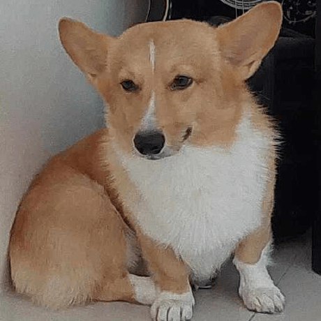 Fdc Kyle Fdc Kyle Github