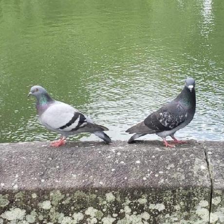 Harunosuke316 Haru Github