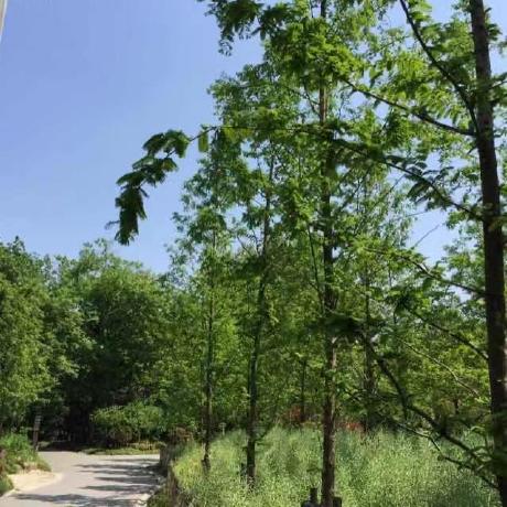 Dywsy21 Wangsy Github