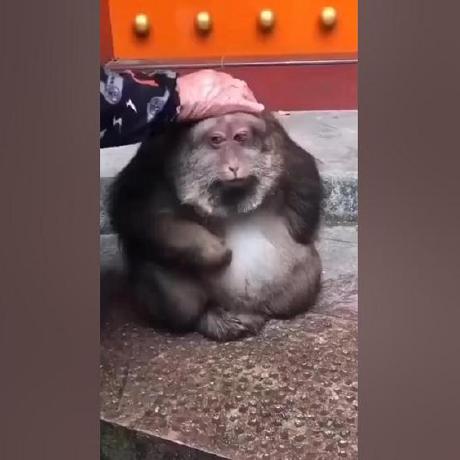 Developer Noob Wb Souvik Dutta Github