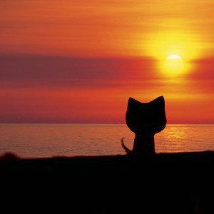 Hoseadev Hoseadev Github