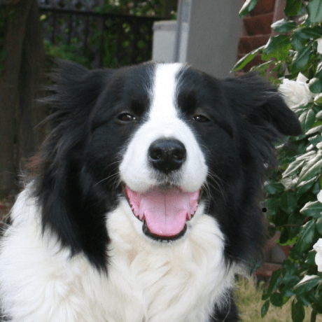 T Horikawa Takashi Horikawa Github