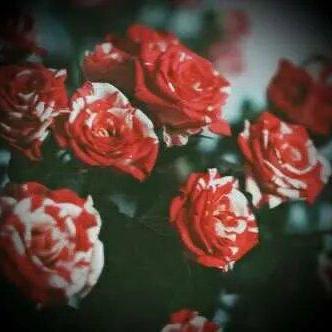 Queens Court Queen S Court Sys Github