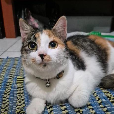 Hamdansyaif Github