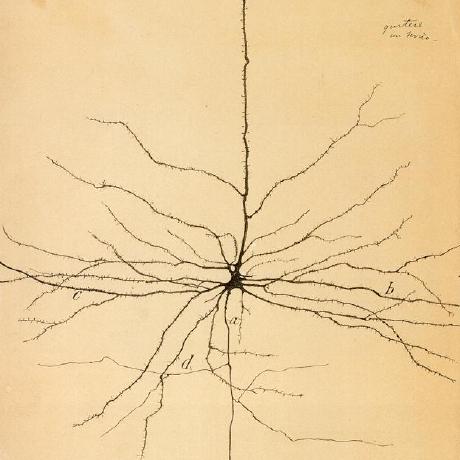 The Cortical Processing Laboratory At Ucl Github