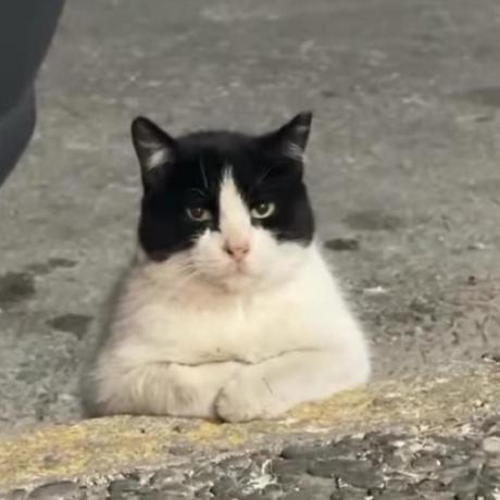 Cool Guys Inc Github