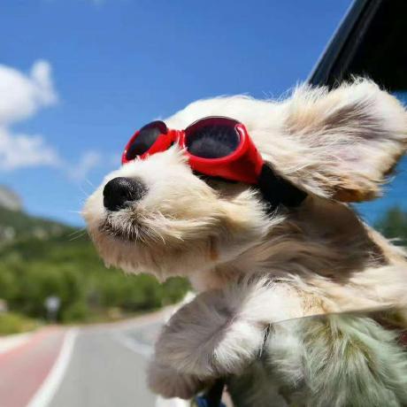 Jibo Chang Jinanfeng Github