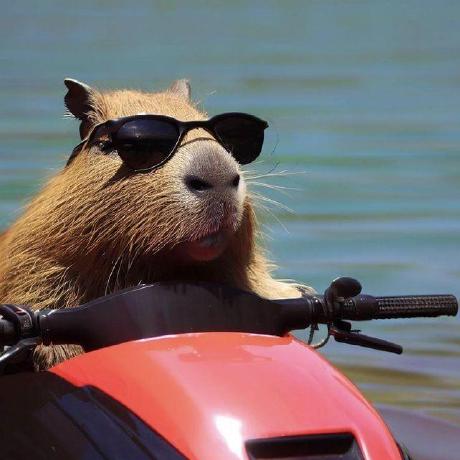 Capivaraprograma Capivara Programa Github