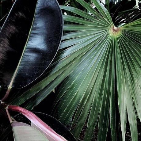 Avocado Pistachio Github