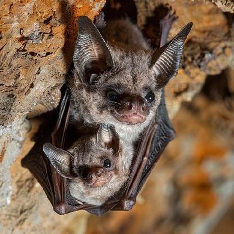 Practicalbat Practical Bat Github