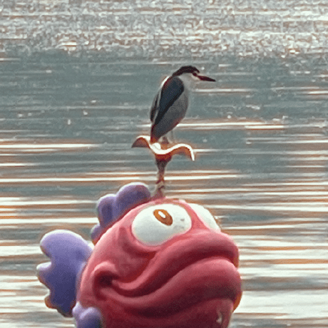 Tylerelyt Tyler Github