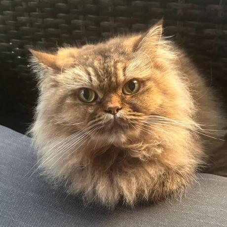 John Online John Github