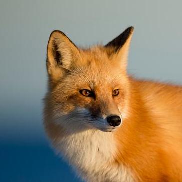 Set Github Variable By Open Foxes Actions Github Marketplace Github