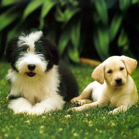 Banhiku04 Sharmika Das Banhi Github