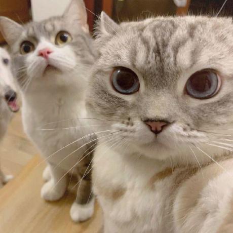 Sehzm Se小何 Github