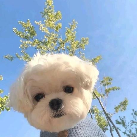 Janelens Jane Github