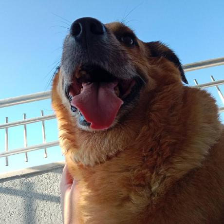 Usrmertc Mert Can Github